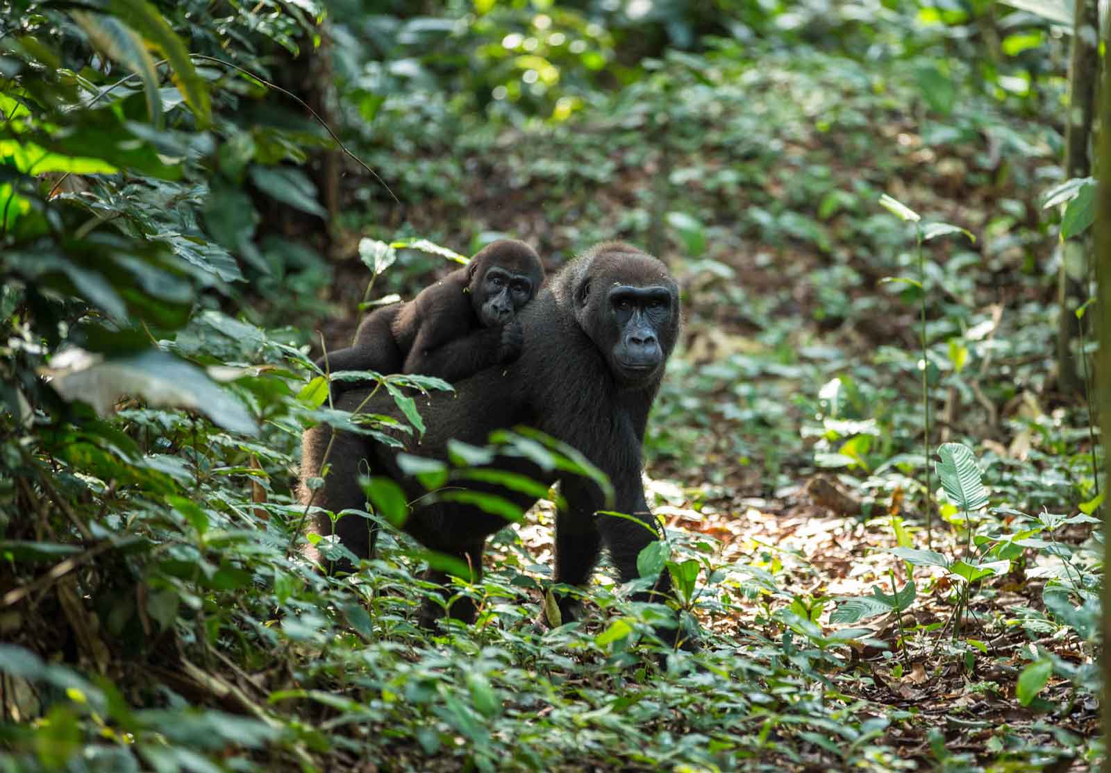 A Congo Safari | Explore & Travel Africa