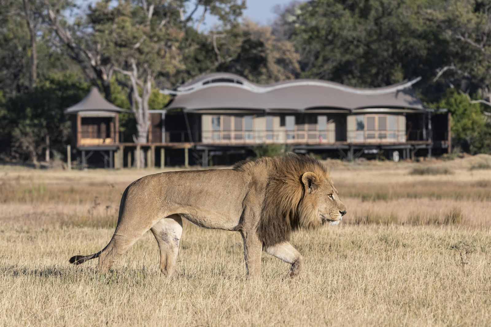 Botswana Safaris | Explore & Travel Africa